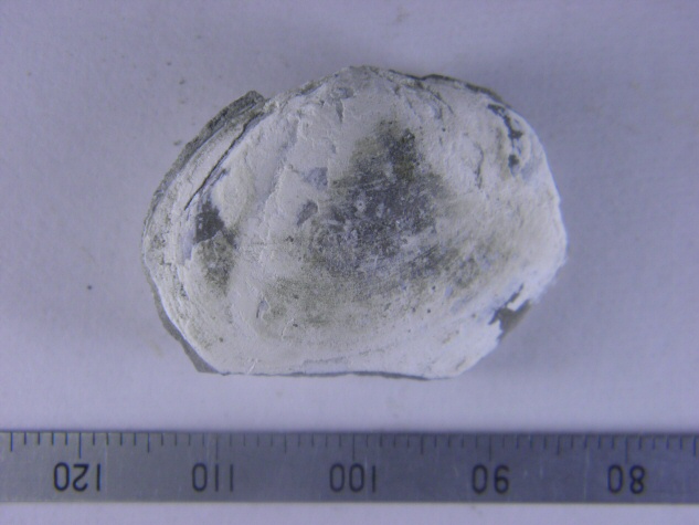 Macoma sp.｜いわきデジタルミュージアム