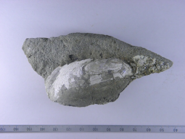 Modiolus ? sp.｜いわきデジタルミュージアム