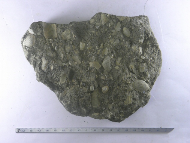 Macoma sp.｜いわきデジタルミュージアム