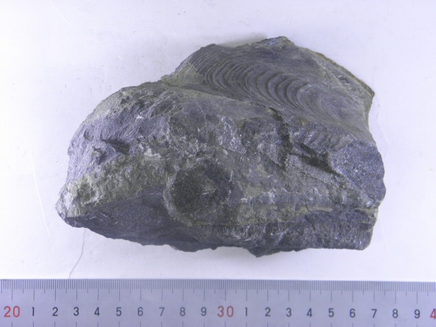 Modiolus ? sp.｜いわきデジタルミュージアム