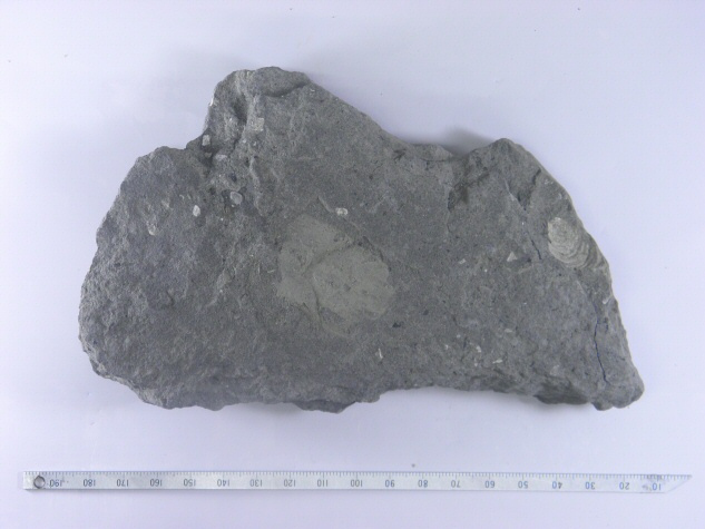 Linuparus sp.｜いわきデジタルミュージアム