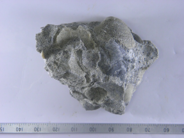 Dosinia ? sp.｜いわきデジタルミュージアム