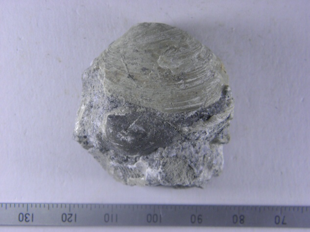 Dosinia ? sp.｜いわきデジタルミュージアム