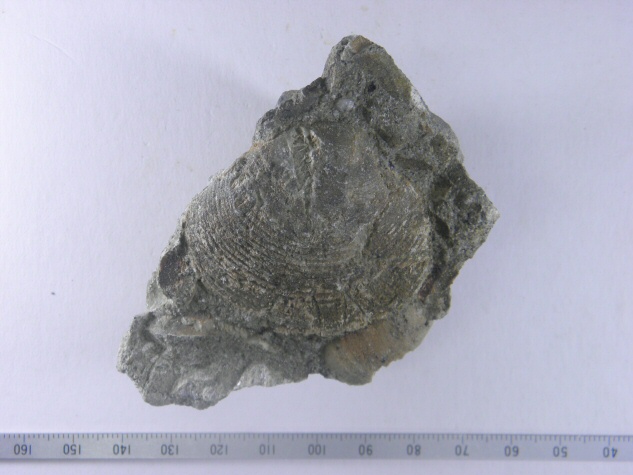 Dosinia ? sp.｜いわきデジタルミュージアム