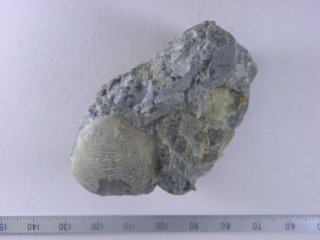 Dosinia ? sp.｜いわきデジタルミュージアム