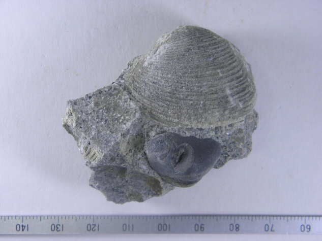 Dosinia ? sp.｜いわきデジタルミュージアム