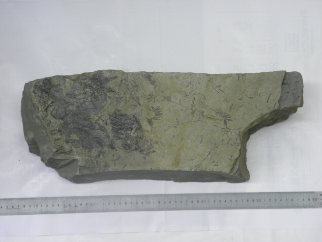 Archichlamydeae fam., gen. et sp. indet.｜いわきデジタルミュージアム