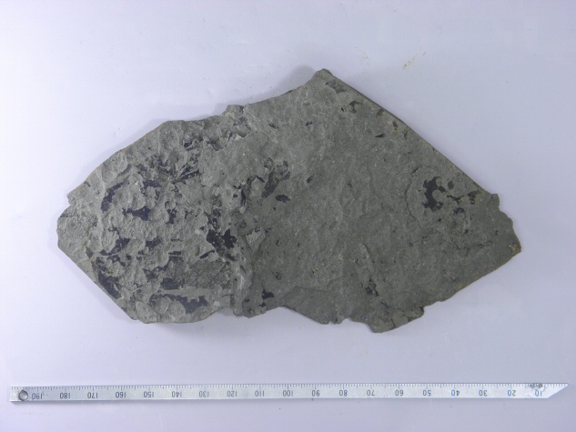 Archichlamydeae fam., gen. et sp. indet.｜いわきデジタルミュージアム