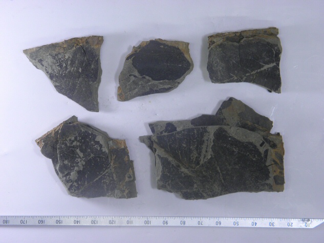 Archichlamydeae fam., gen. et sp. indet.｜いわきデジタルミュージアム