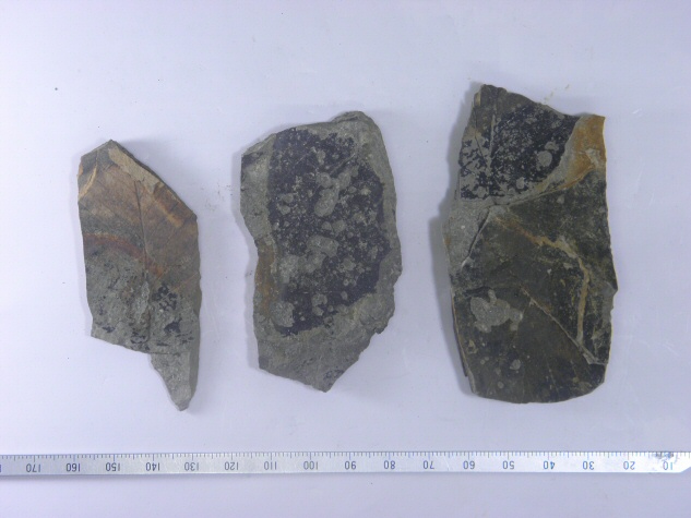 Archichlamydeae fam., gen. et sp. indet.｜いわきデジタルミュージアム