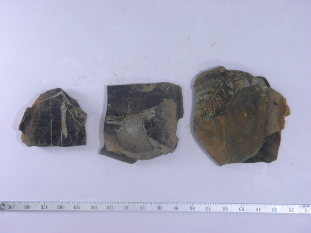 Archichlamydeae fam., gen. et sp. indet.｜いわきデジタルミュージアム