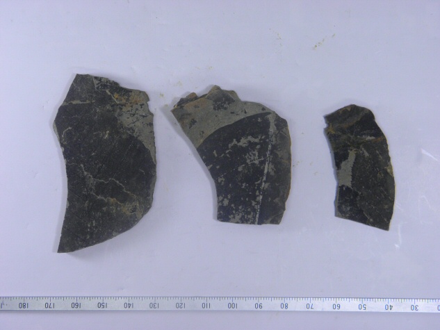 Archichlamydeae fam., gen. et sp. indet.｜いわきデジタルミュージアム