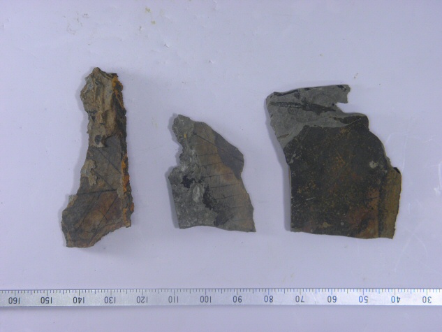 Archichlamydeae fam., gen. et sp. indet.｜いわきデジタルミュージアム