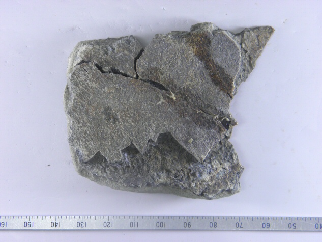 Archichlamydeae fam., gen. et sp. indet.｜いわきデジタルミュージアム