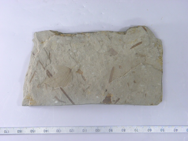 Archichlamydeae fam., gen. et sp. indet.｜いわきデジタルミュージアム