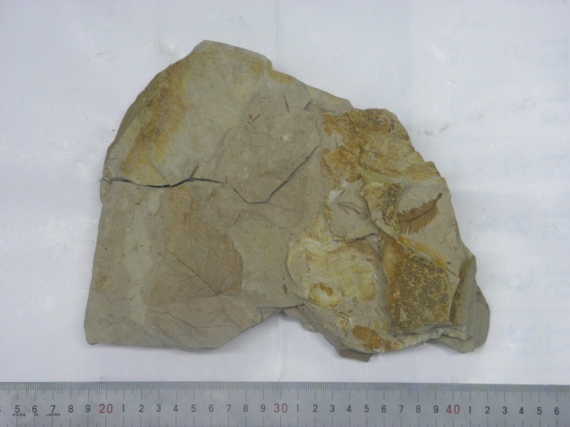 Archichlamydeae fam., gen. et sp. indet.｜いわきデジタルミュージアム