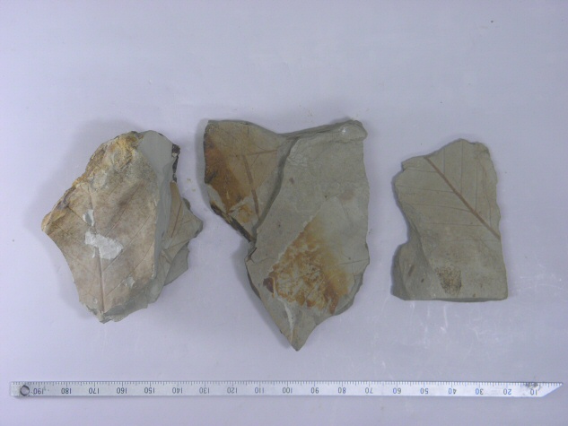 Archichlamydeae fam., gen. et sp. indet.｜いわきデジタルミュージアム