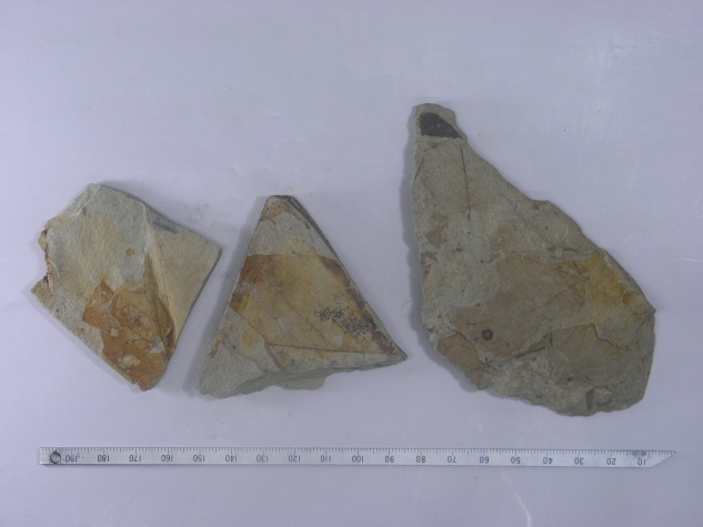 Archichlamydeae fam., gen. et sp. indet.｜いわきデジタルミュージアム