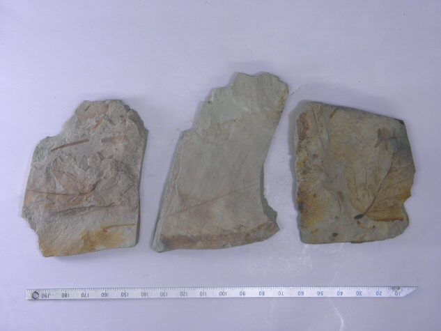 Archichlamydeae fam., gen. et sp. indet.｜いわきデジタルミュージアム