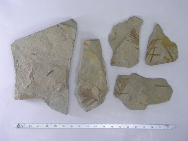 Archichlamydeae fam., gen. et sp. indet.｜いわきデジタルミュージアム