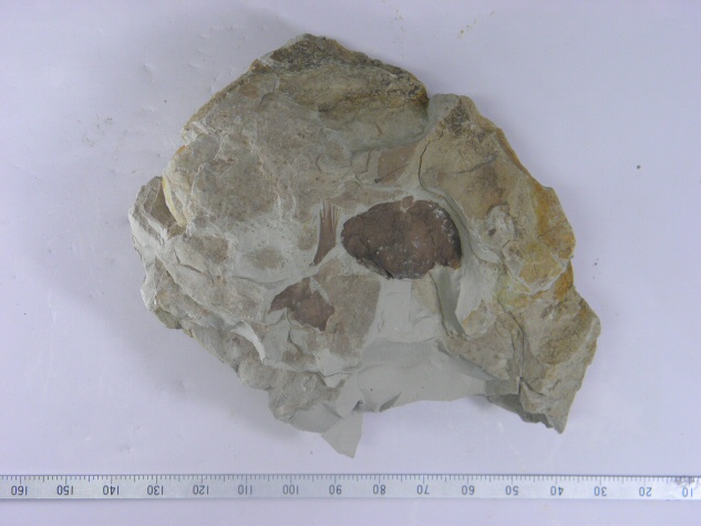 Archichlamydeae fam., gen. et sp. indet.｜いわきデジタルミュージアム