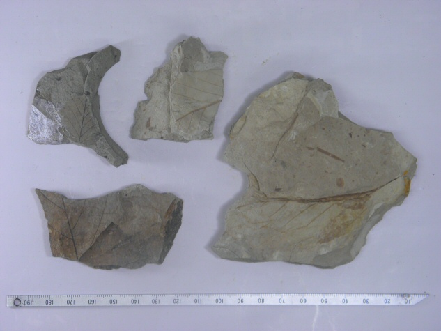 Archichlamydeae fam., gen. et sp. indet.｜いわきデジタルミュージアム