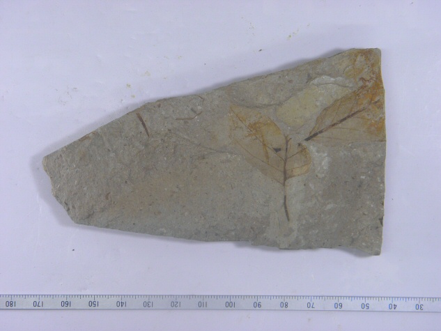 Archichlamydeae fam., gen. et sp. indet.｜いわきデジタルミュージアム