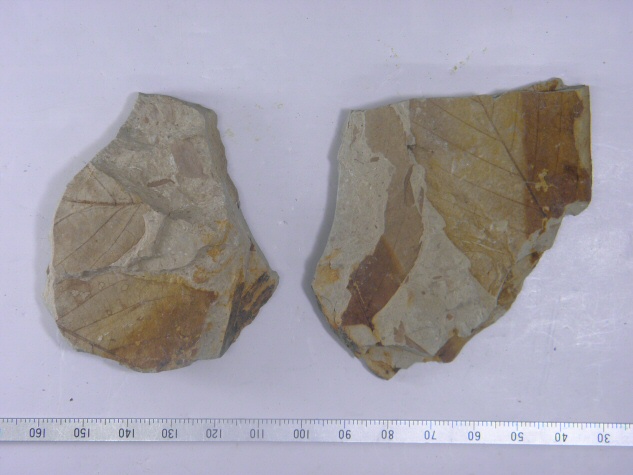 Archichlamydeae fam., gen. et sp. indet.｜いわきデジタルミュージアム