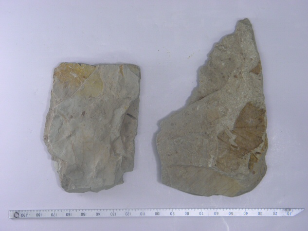 Archichlamydeae fam., gen. et sp. indet.｜いわきデジタルミュージアム