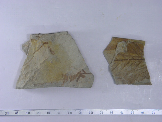 Archichlamydeae fam., gen. et sp. indet.｜いわきデジタルミュージアム