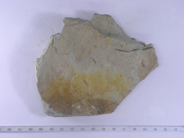 Archichlamydeae fam., gen. et sp. indet.｜いわきデジタルミュージアム