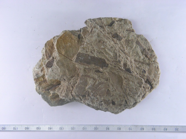 Archichlamydeae fam., gen. et sp. indet.｜いわきデジタルミュージアム