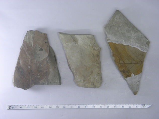 Archichlamydeae fam., gen. et sp. indet.｜いわきデジタルミュージアム