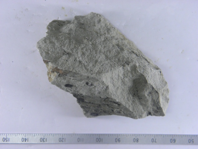 Archichlamydeae fam., gen. et sp. indet.｜いわきデジタルミュージアム