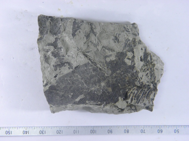 Archichlamydeae fam., gen. et sp. indet.｜いわきデジタルミュージアム