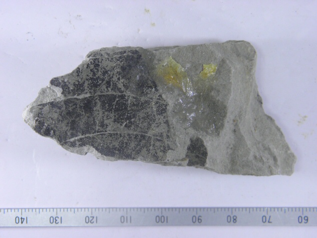 Archichlamydeae fam., gen. et sp. indet.｜いわきデジタルミュージアム