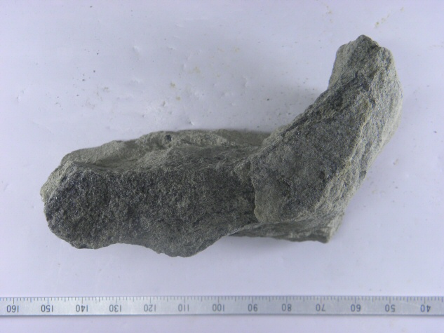 Archichlamydeae fam., gen. et sp. indet.｜いわきデジタルミュージアム