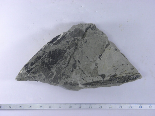 Archichlamydeae fam., gen. et sp. indet.｜いわきデジタルミュージアム