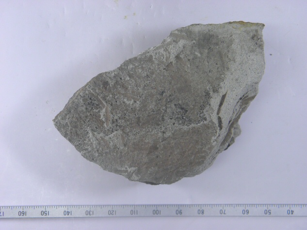 Archichlamydeae fam., gen. et sp. indet.｜いわきデジタルミュージアム