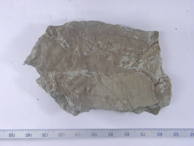 Archichlamydeae fam., gen. et sp. indet.｜いわきデジタルミュージアム