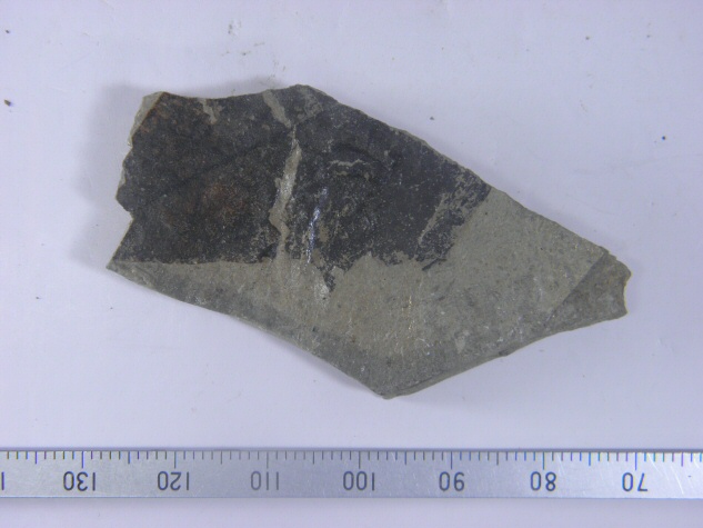 Archichlamydeae fam., gen. et sp. indet.｜いわきデジタルミュージアム