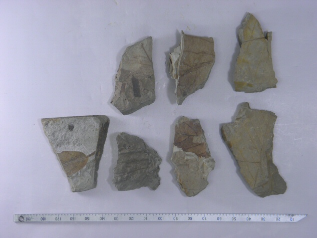 Archichlamydeae fam., gen. et sp. indet.｜いわきデジタルミュージアム