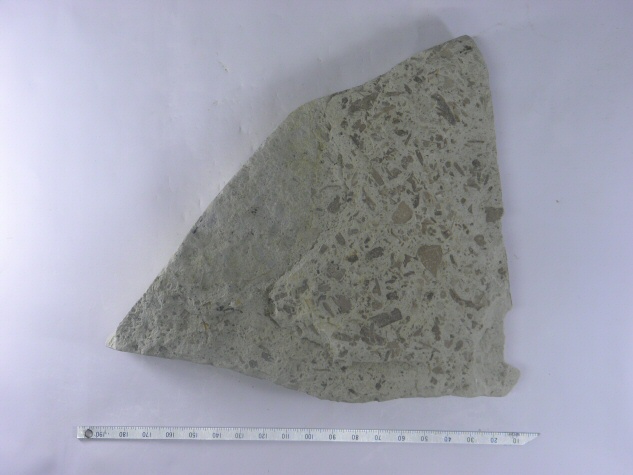 Archichlamydeae fam., gen. et sp. indet.｜いわきデジタルミュージアム