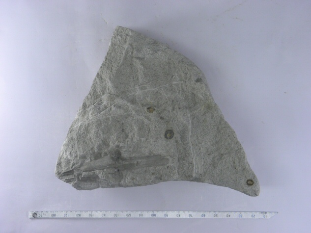 Archichlamydeae fam., gen. et sp. indet.｜いわきデジタルミュージアム