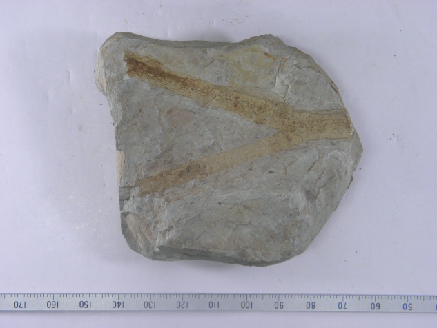 Archichlamydeae fam., gen. et sp. indet.｜いわきデジタルミュージアム