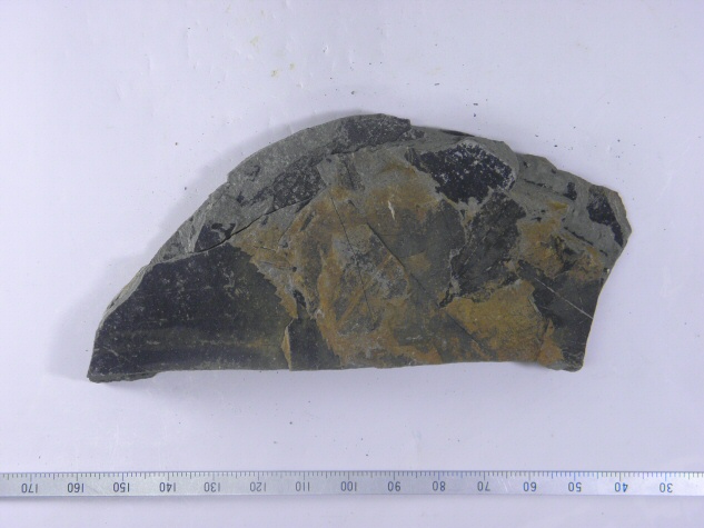 Archichlamydeae fam., gen. et sp. indet.｜いわきデジタルミュージアム