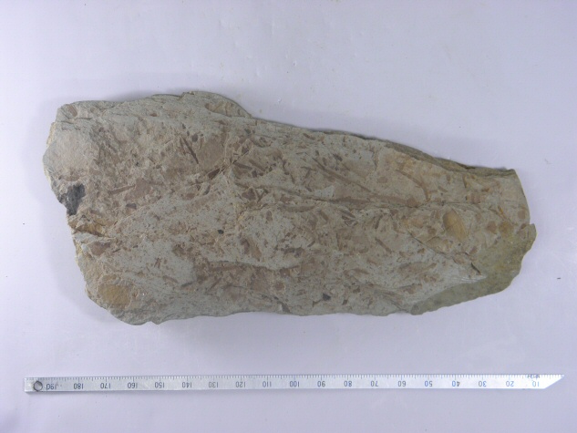 Archichlamydeae fam., gen. et sp. indet.｜いわきデジタルミュージアム