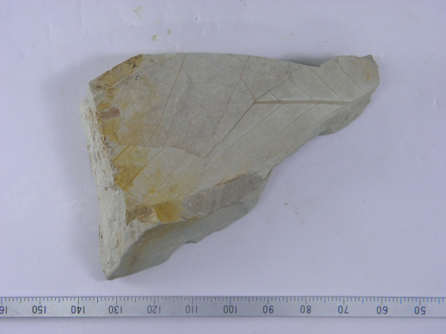 Archichlamydeae fam., gen. et sp. indet.｜いわきデジタルミュージアム