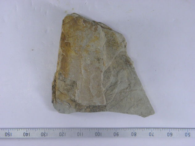 Archichlamydeae fam., gen. et sp. indet.｜いわきデジタルミュージアム