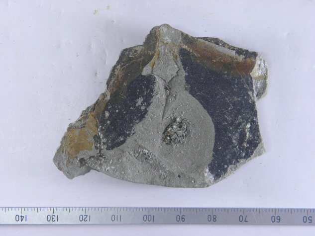 Archichlamydeae fam., gen. et sp. indet.｜いわきデジタルミュージアム